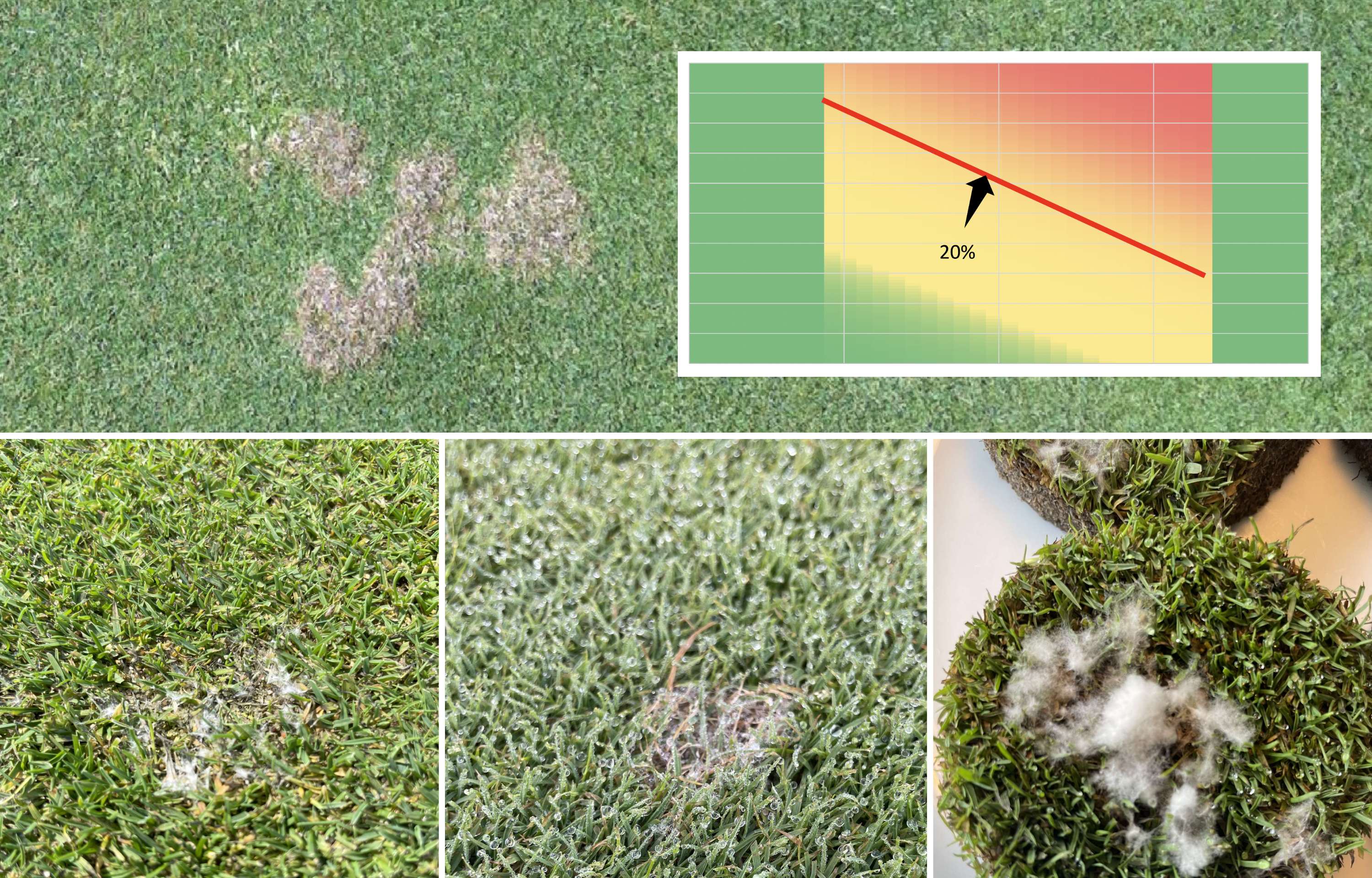 Fokus på Dollar spot – En guide för bekämpning | Syngenta Professional ...