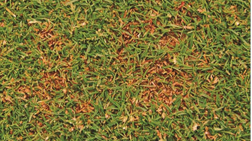 Anthracnose Turf Disease | Syngenta Professional Solutions